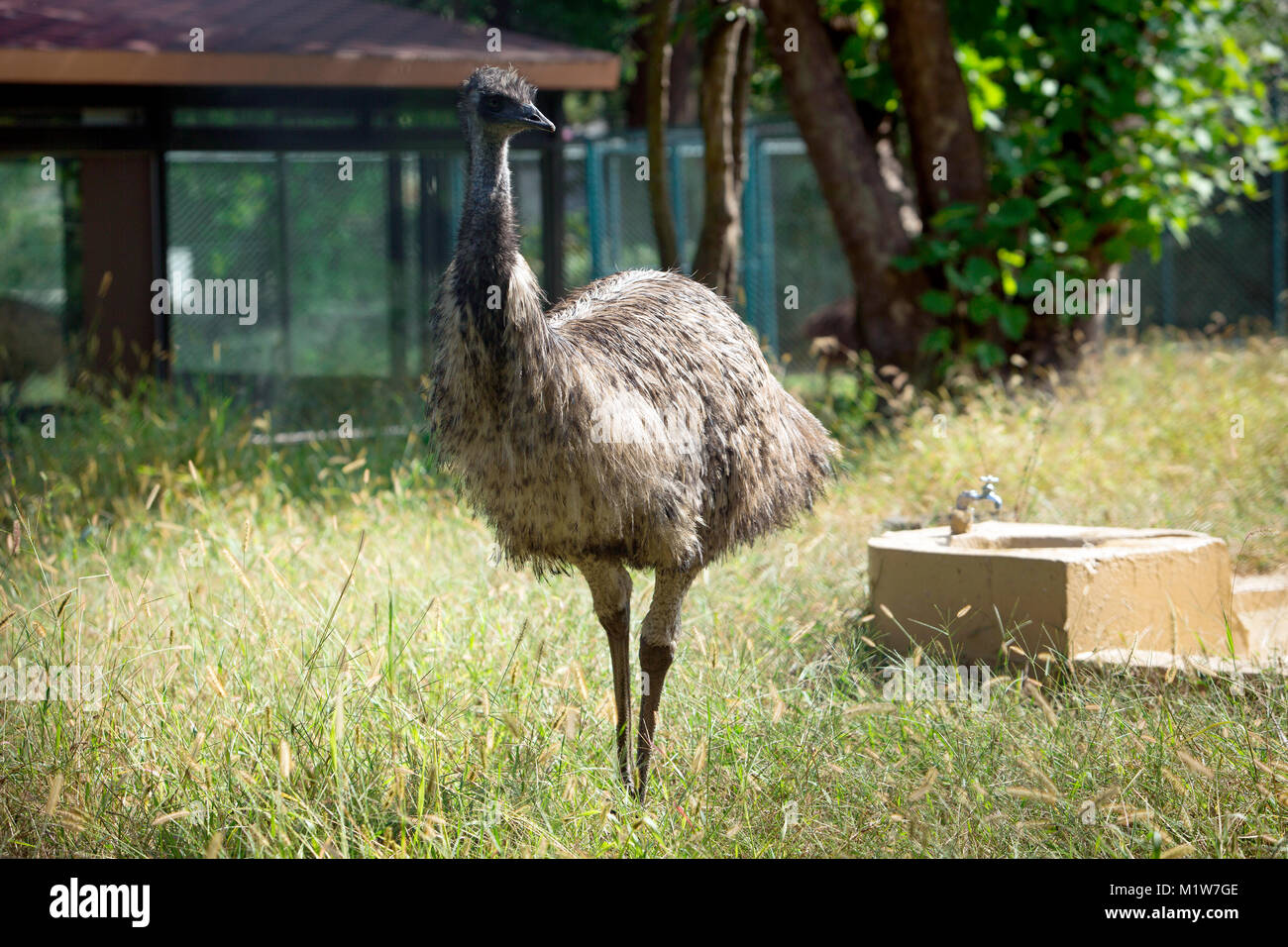 Animals in a zoo. various wild animals photo. 042 Stock Photo - Alamy