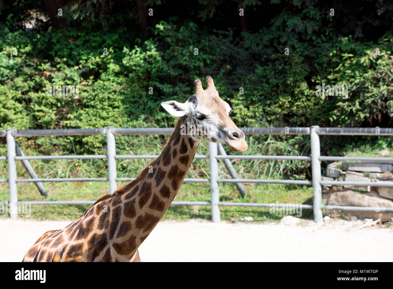 Animals in a zoo. various wild animals photo. 047 Stock Photo - Alamy