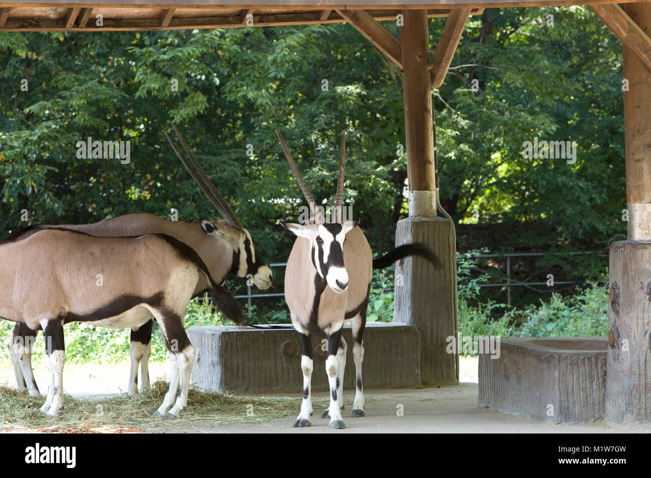 Animals in a zoo. various wild animals photo. 049 Stock Photo - Alamy