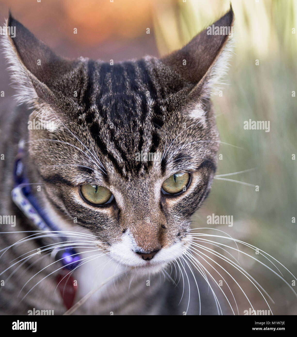 Tabby cat portrait with colorful background Stock Photo - Alamy