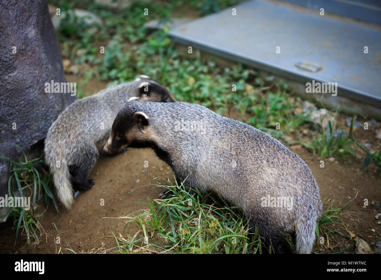 Animals in a zoo. various wild animals photo. 098 Stock Photo - Alamy
