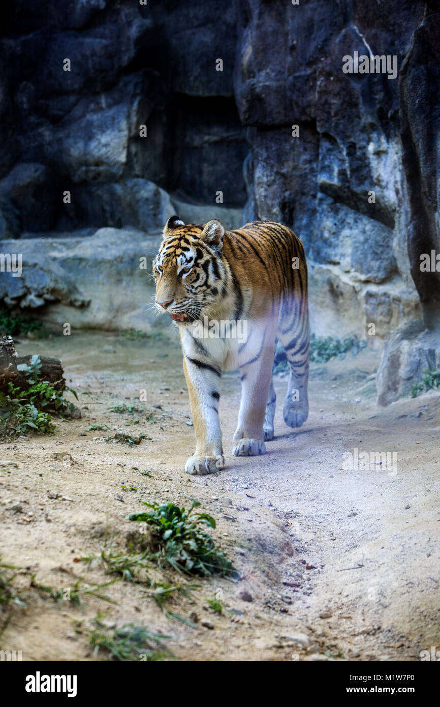 Animals in a zoo. various wild animals photo. 102 Stock Photo - Alamy
