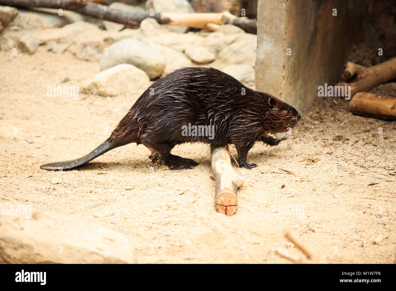Animals in a zoo. various wild animals photo. 104 Stock Photo - Alamy
