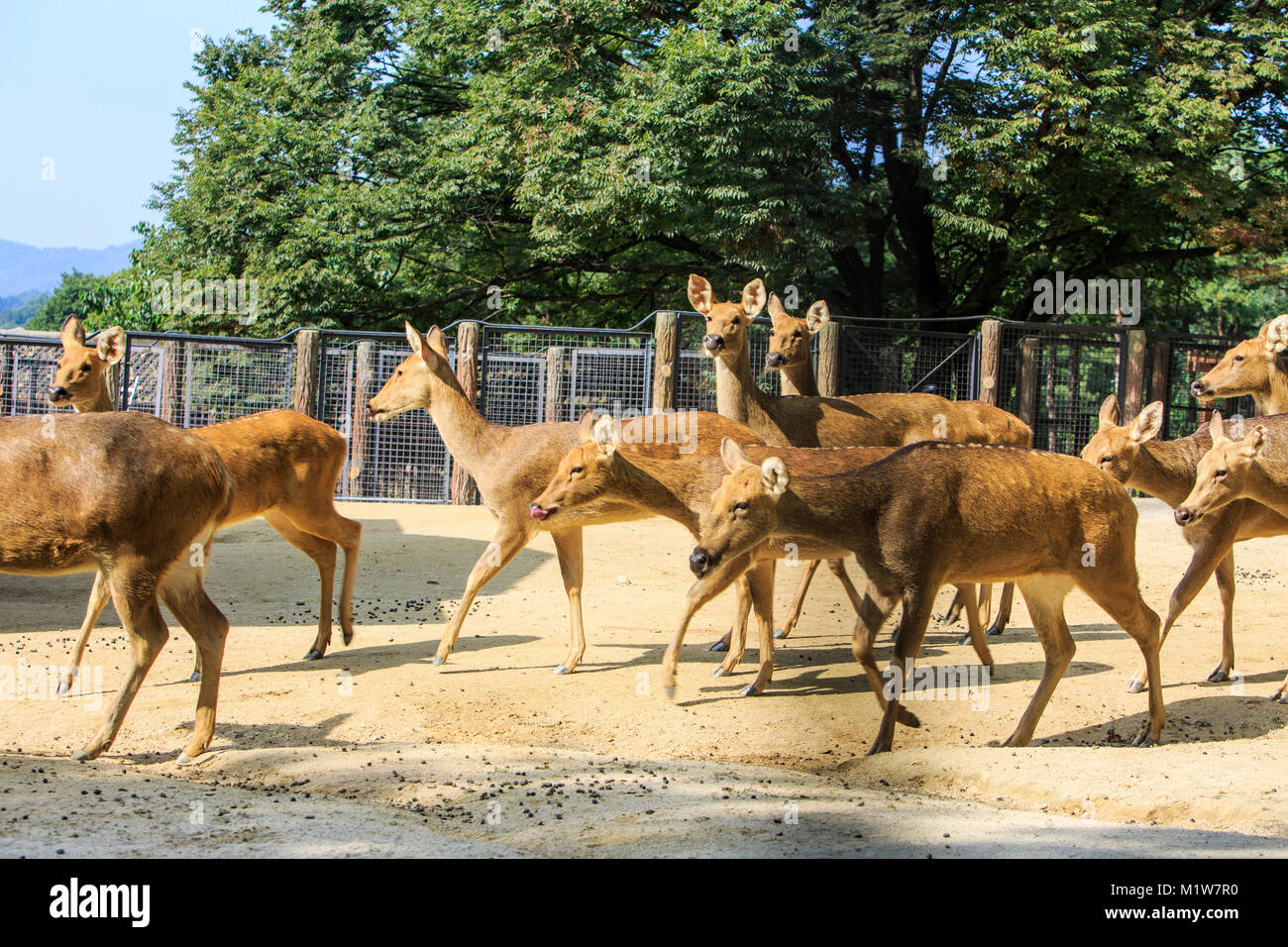 Animals in a zoo. various wild animals photo. 110 Stock Photo - Alamy