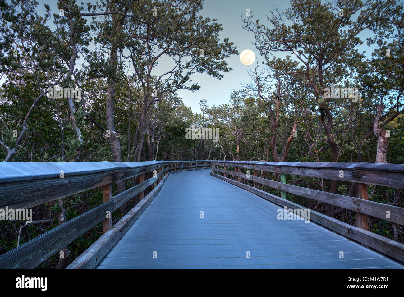 Moonrise over the Boardwalk leading to Clam Pass at sunset in Naples ...