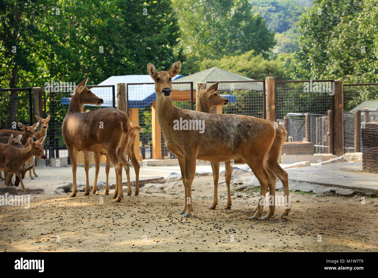 Zoo wild animals hi-res stock photography and images - Alamy