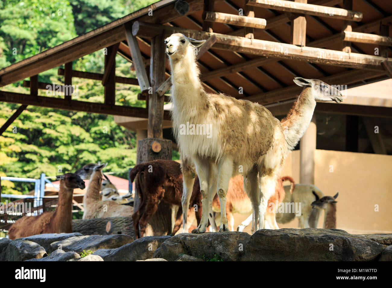 Animals in a zoo. various wild animals photo. 121 Stock Photo - Alamy