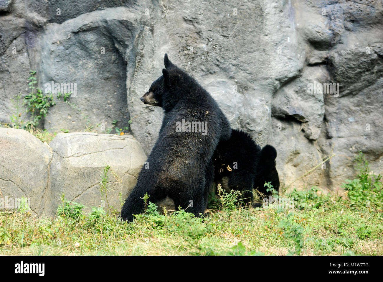 Animals in a zoo. various wild animals photo. 122 Stock Photo - Alamy