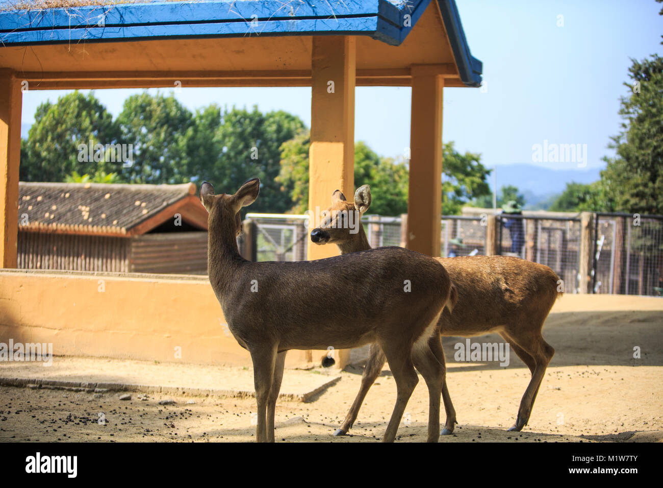 Animals in a zoo. various wild animals photo. 126 Stock Photo - Alamy