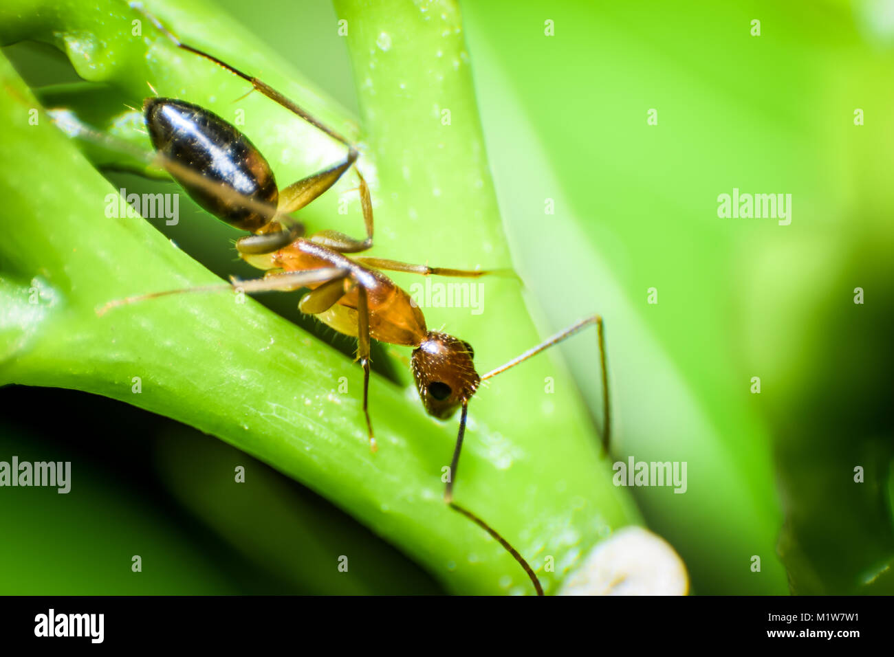 Insects world hi-res stock photography and images - Alamy
