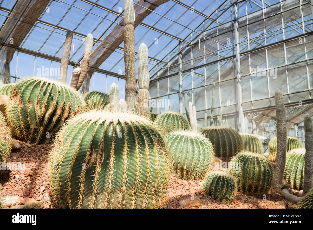 Group of succulents and cactus growing, stock photo Stock Photo - Alamy