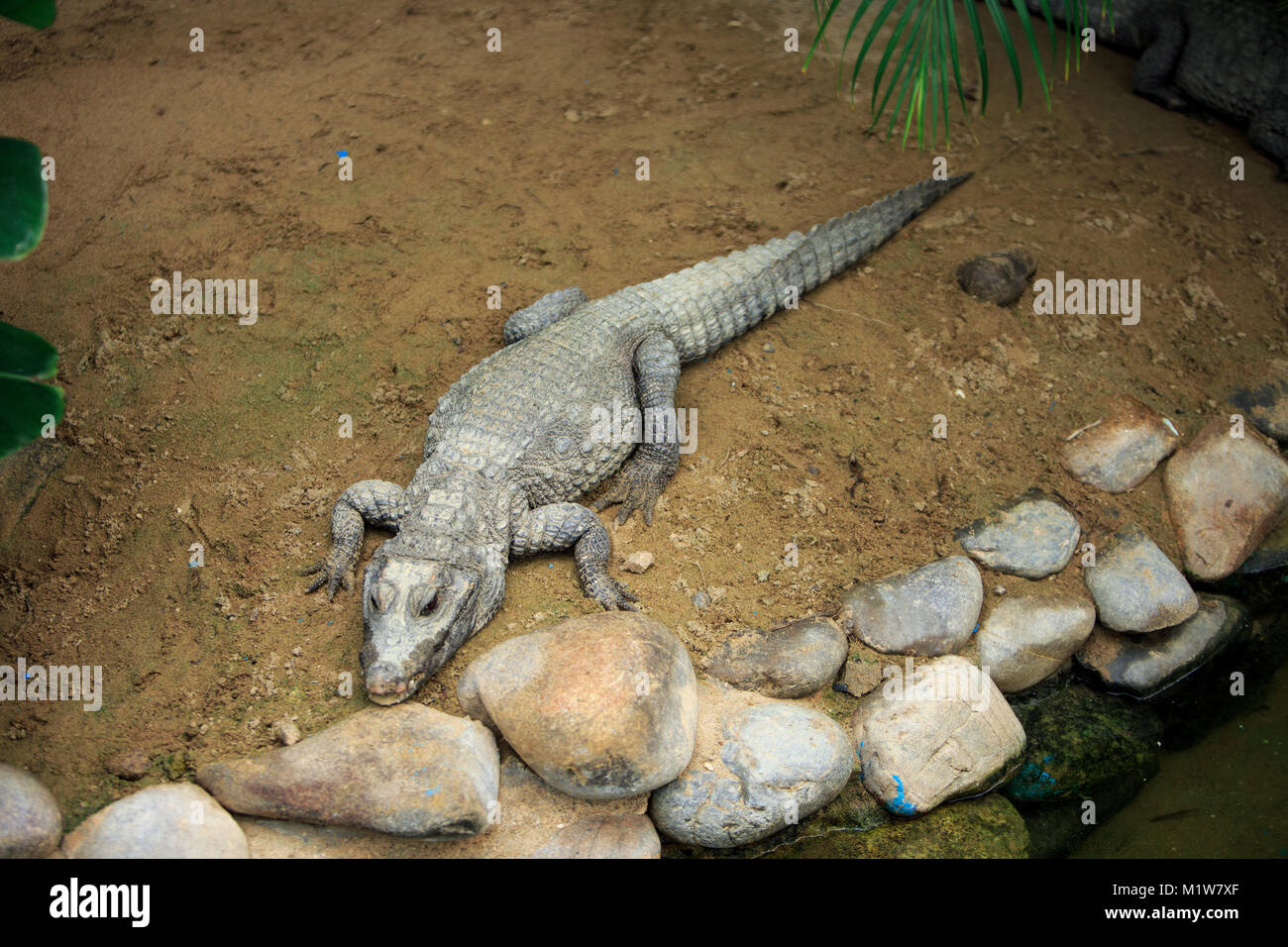 Animals in a zoo. various wild animals photo. 140 Stock Photo - Alamy