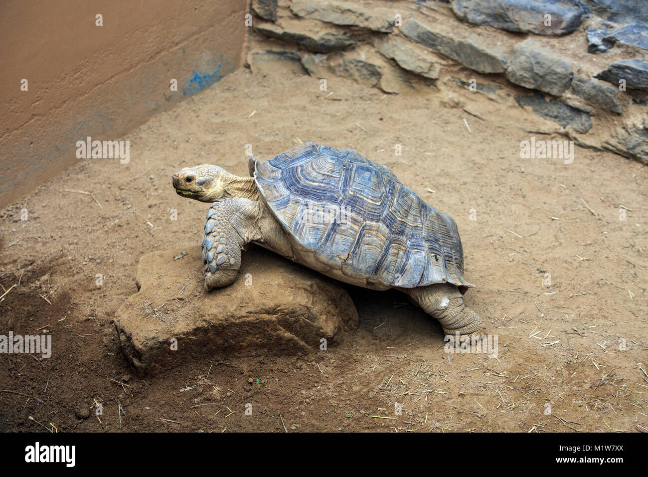 Animals in a zoo. various wild animals photo. 142 Stock Photo - Alamy