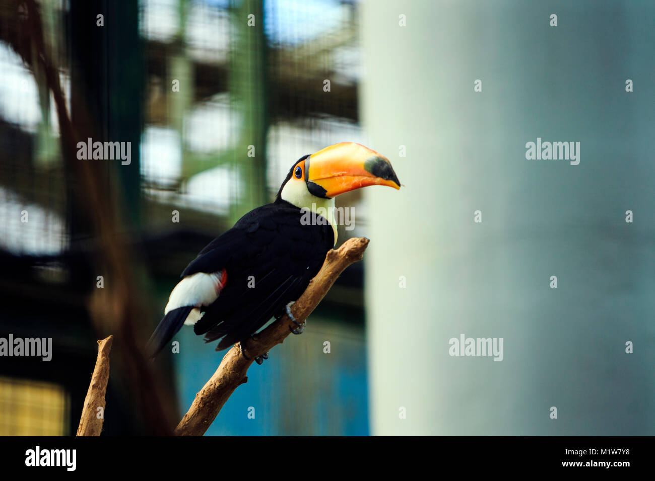 Animals in a zoo. various wild animals photo. 144 Stock Photo - Alamy