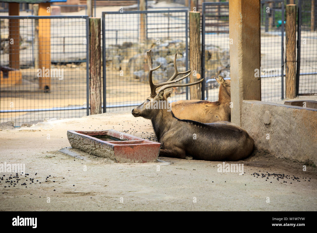 Animals in a zoo. various wild animals photo. 148 Stock Photo - Alamy