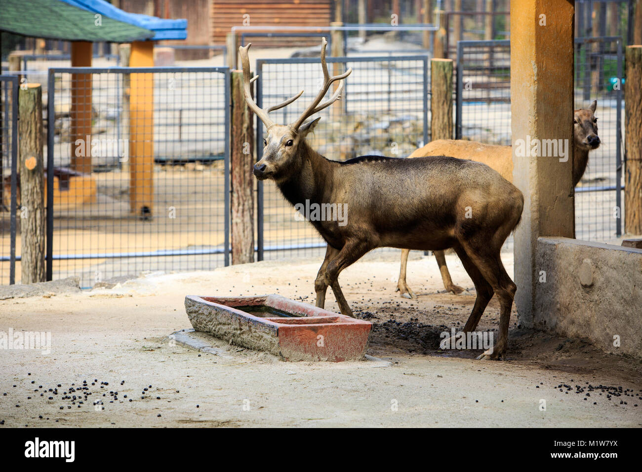 Animals in a zoo. various wild animals photo. 149 Stock Photo - Alamy