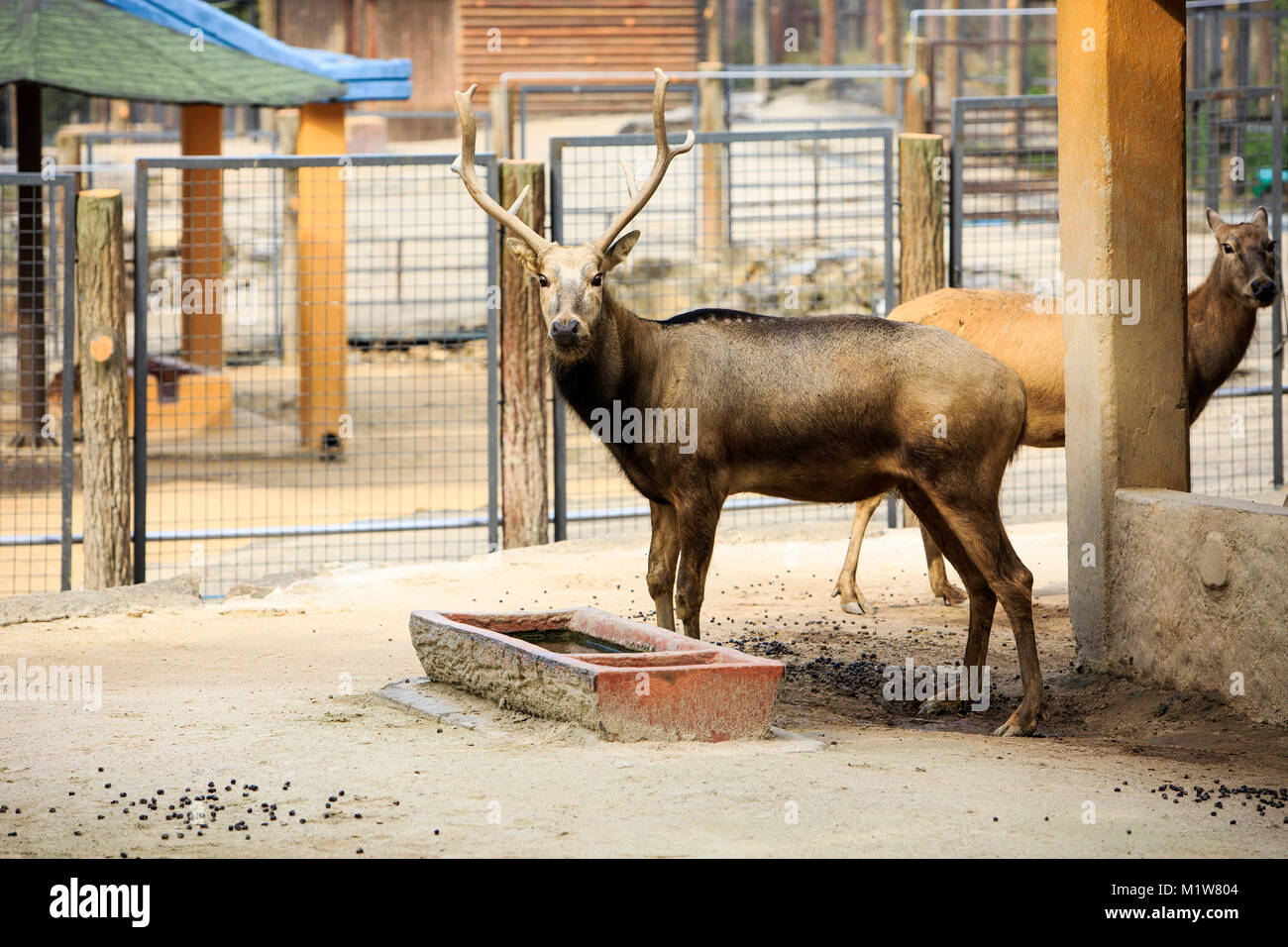 Animals in a zoo. various wild animals photo. 150 Stock Photo - Alamy