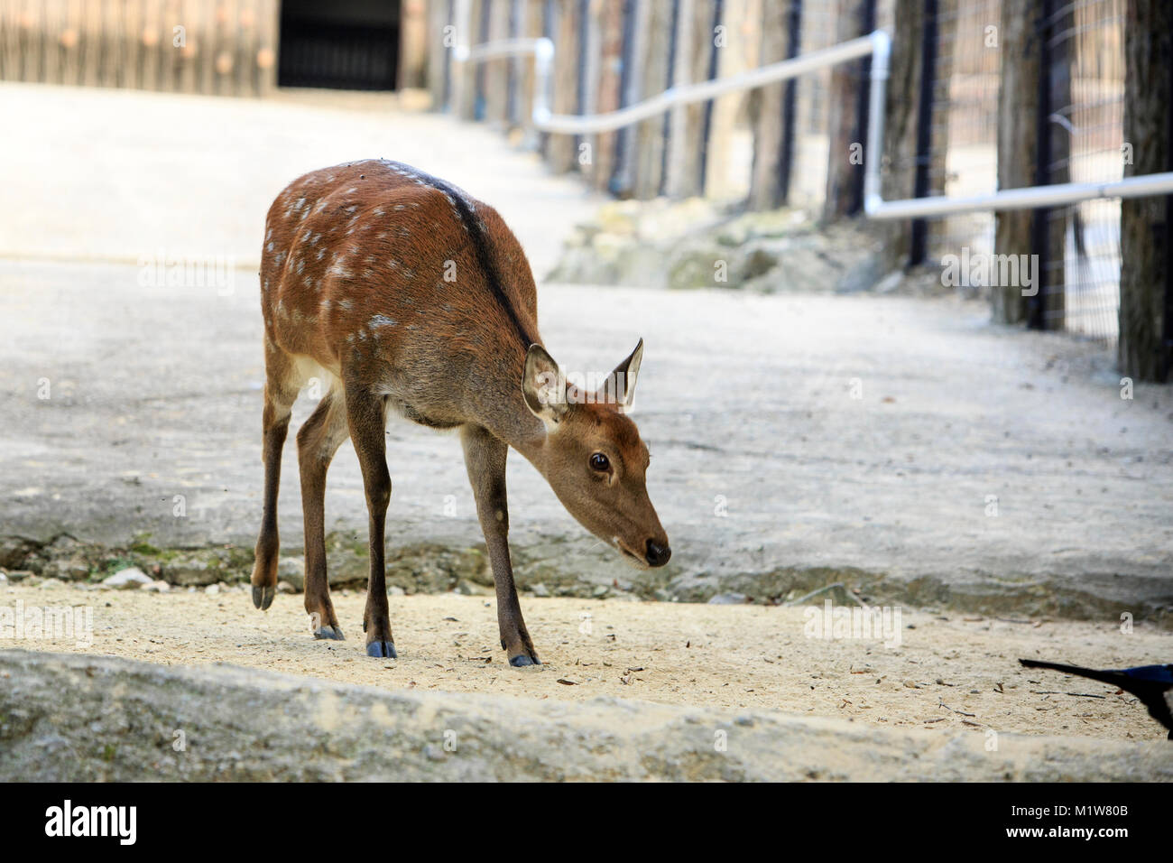 Animals in a zoo. various wild animals photo. 152 Stock Photo - Alamy