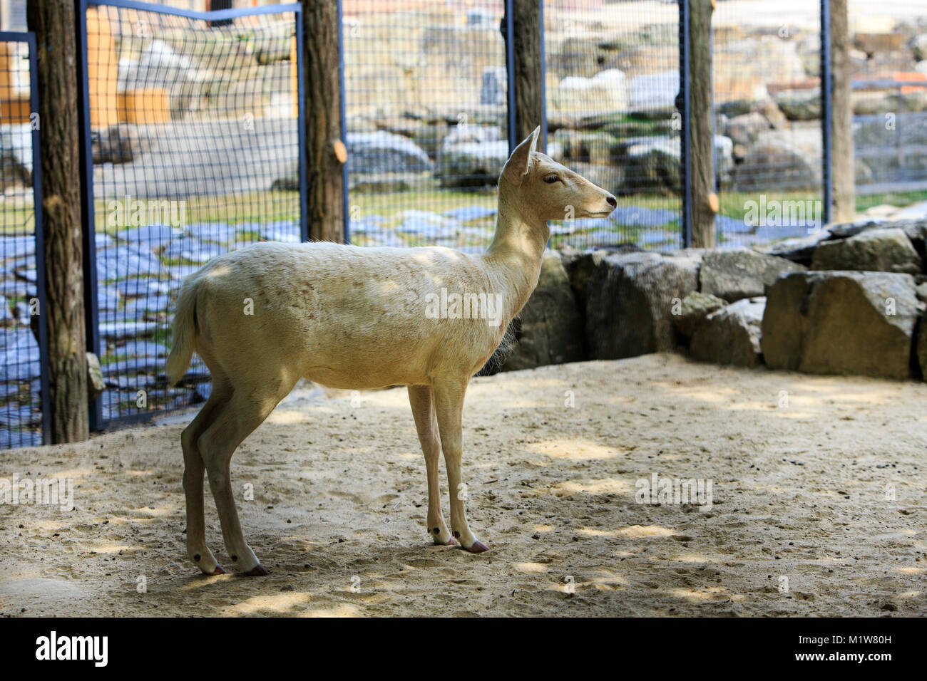 Animals in a zoo. various wild animals photo. 155 Stock Photo - Alamy