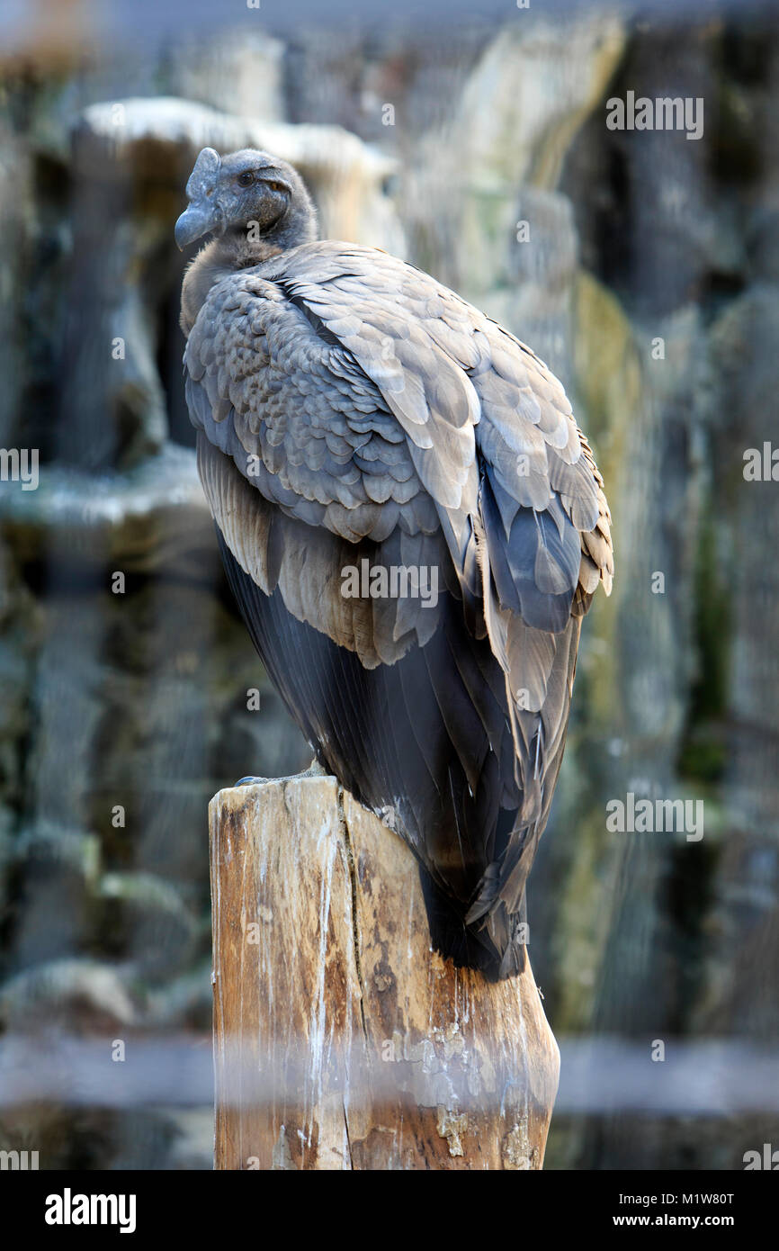 Animals in a zoo. various wild animals photo. 156 Stock Photo - Alamy