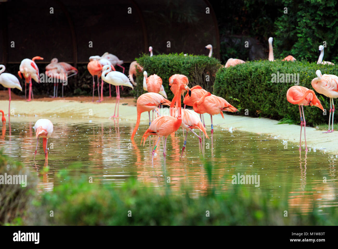 Animals in a zoo. various wild animals photo. 175 Stock Photo - Alamy