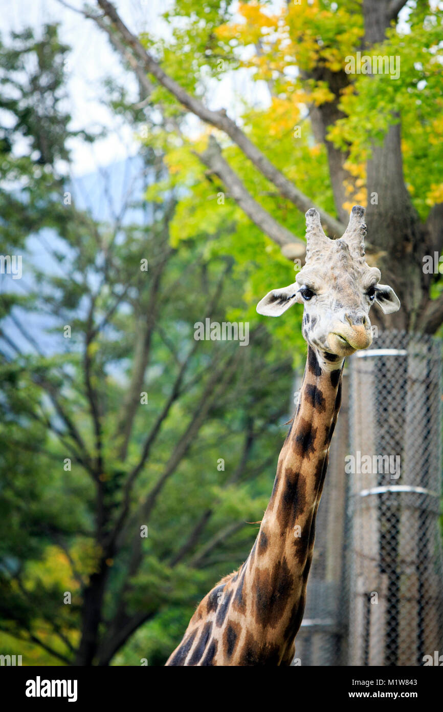 Animals in a zoo. various wild animals photo. 179 Stock Photo - Alamy