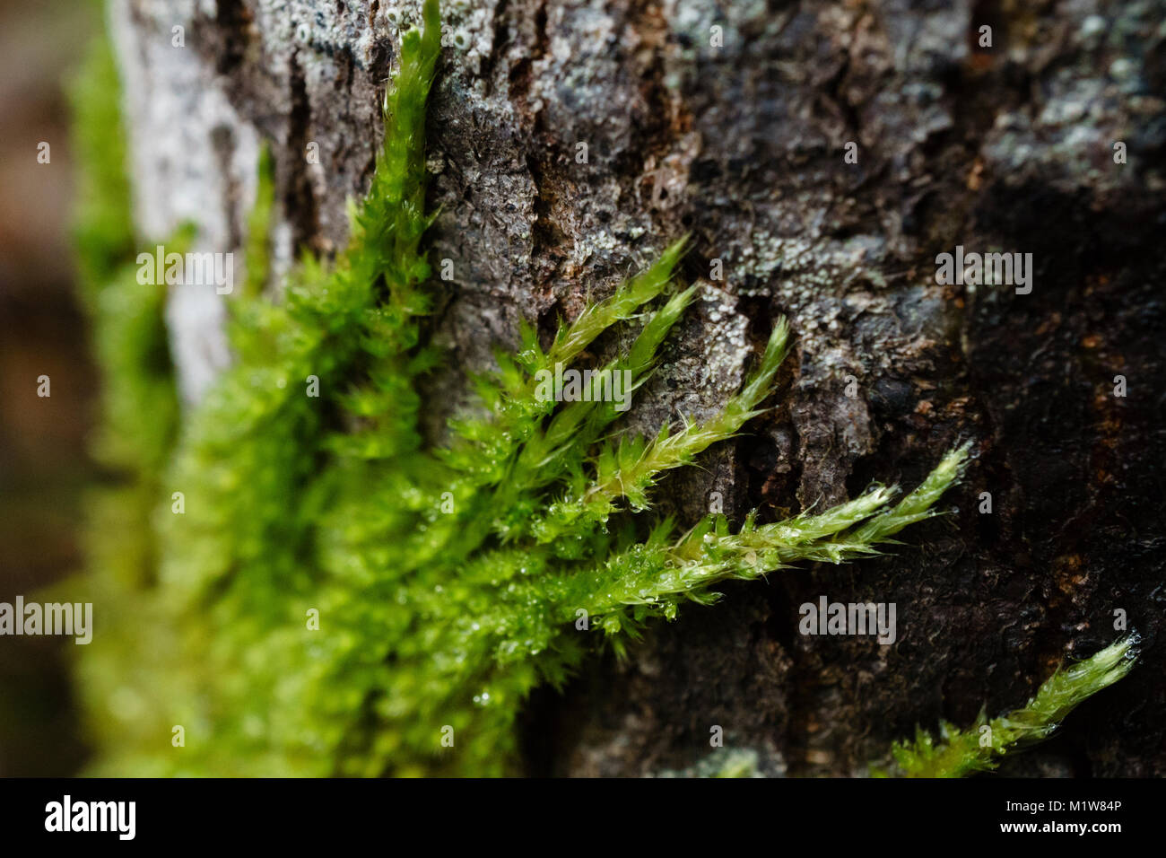 Tree fingers hi-res stock photography and images - Alamy