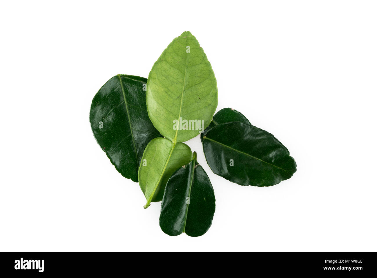 Fresh organic lime leaf isolated in white background Stock Photo - Alamy