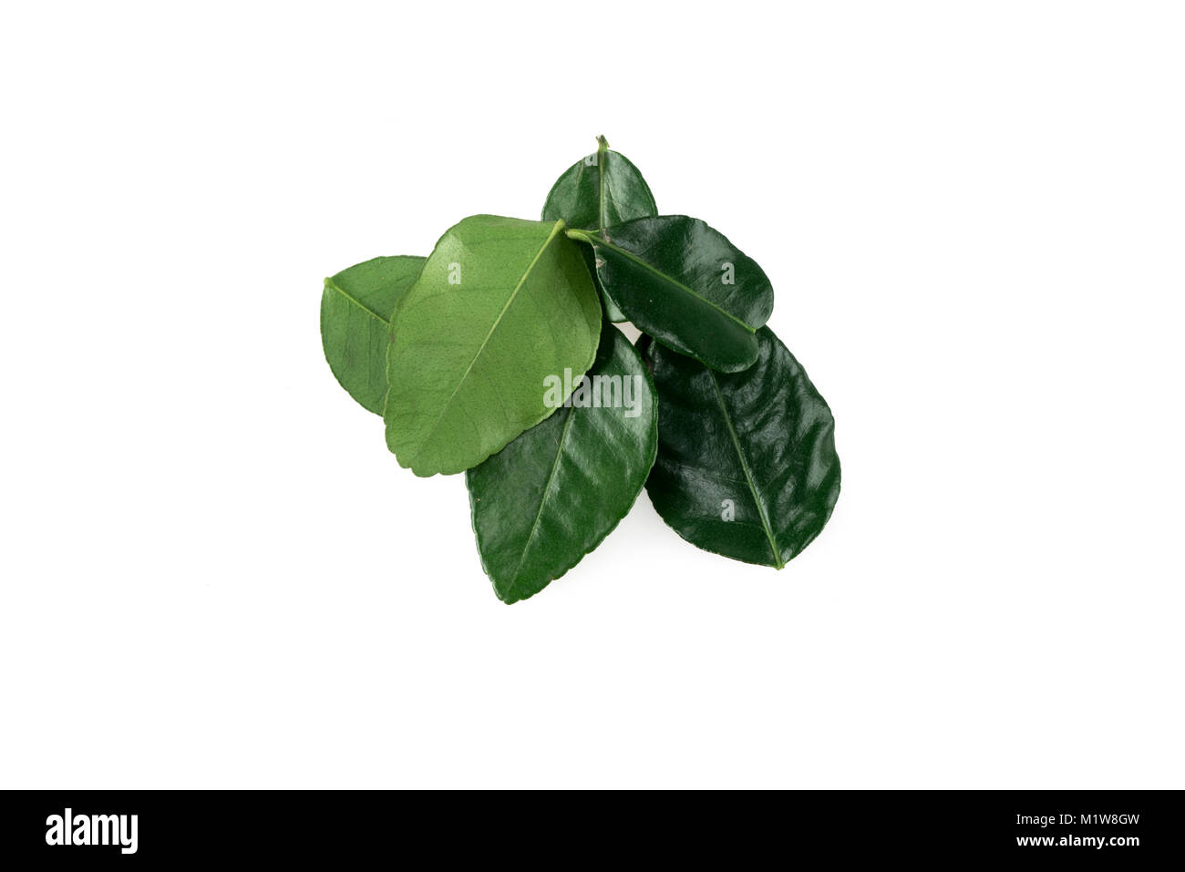 Lime Leaves on white background Stock Photo - Alamy