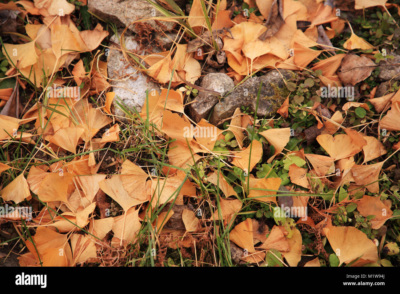 beautiful scenery of fall, taking a picture of red and yellow leaves ...