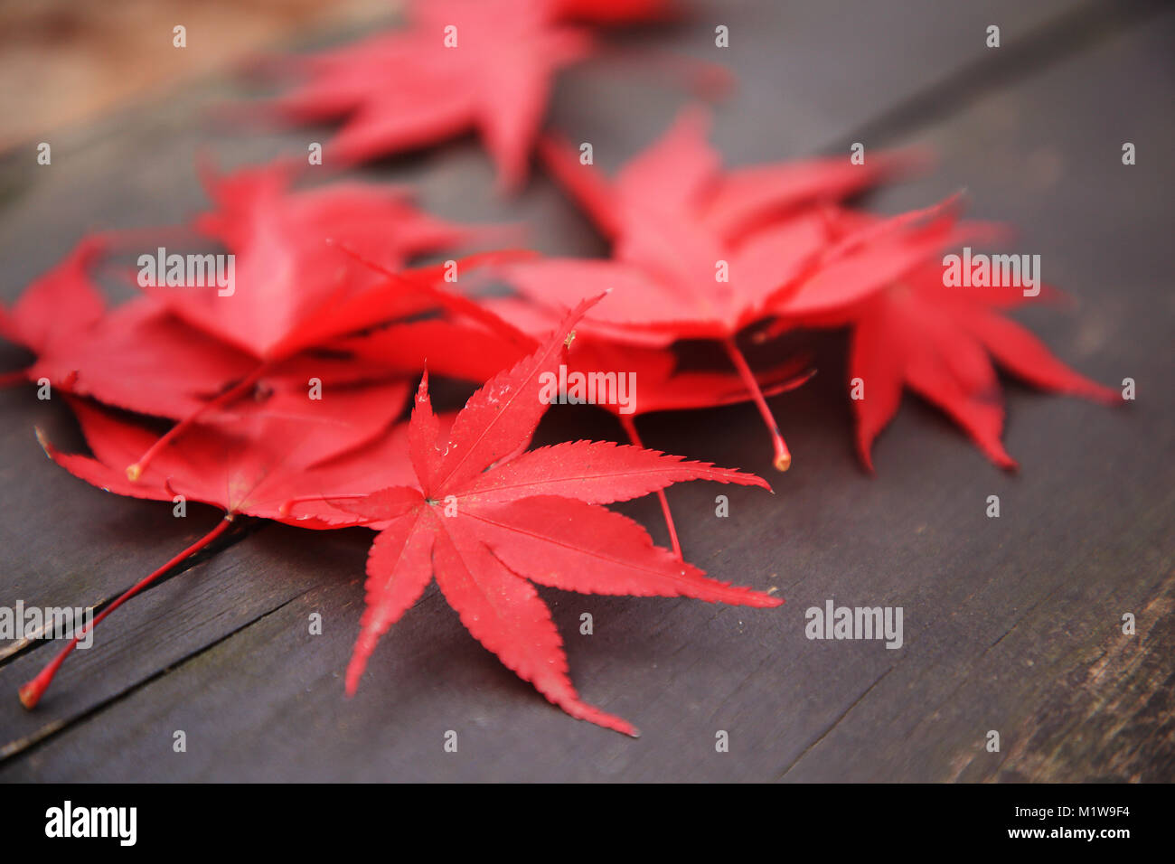 beautiful scenery of fall, taking a picture of red and yellow leaves ...