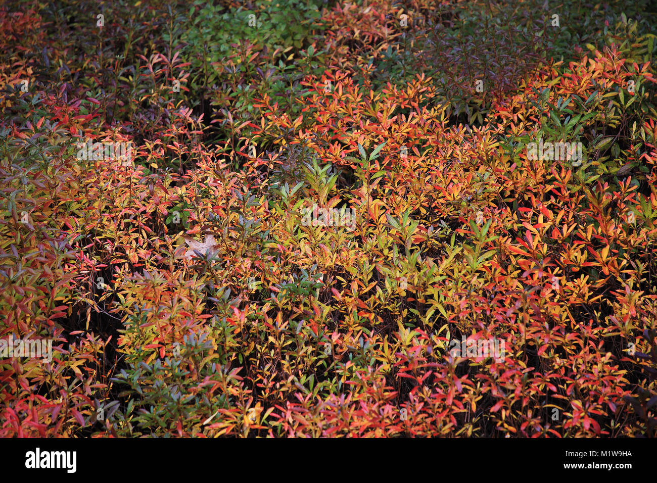 beautiful scenery of fall, taking a picture of red and yellow leaves ...