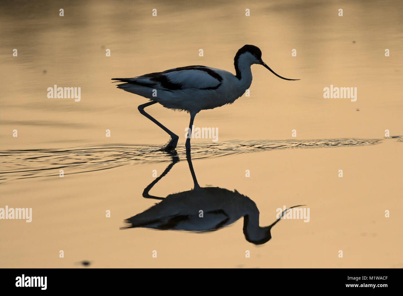 Avocet (Recurvirostra avosetta Stock Photo - Alamy