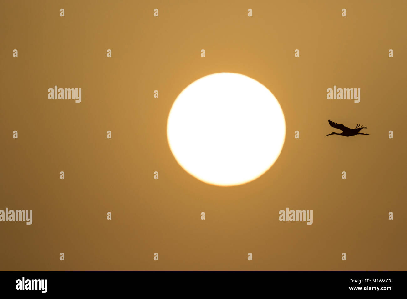 Stork flying silhouette hi-res stock photography and images - Alamy