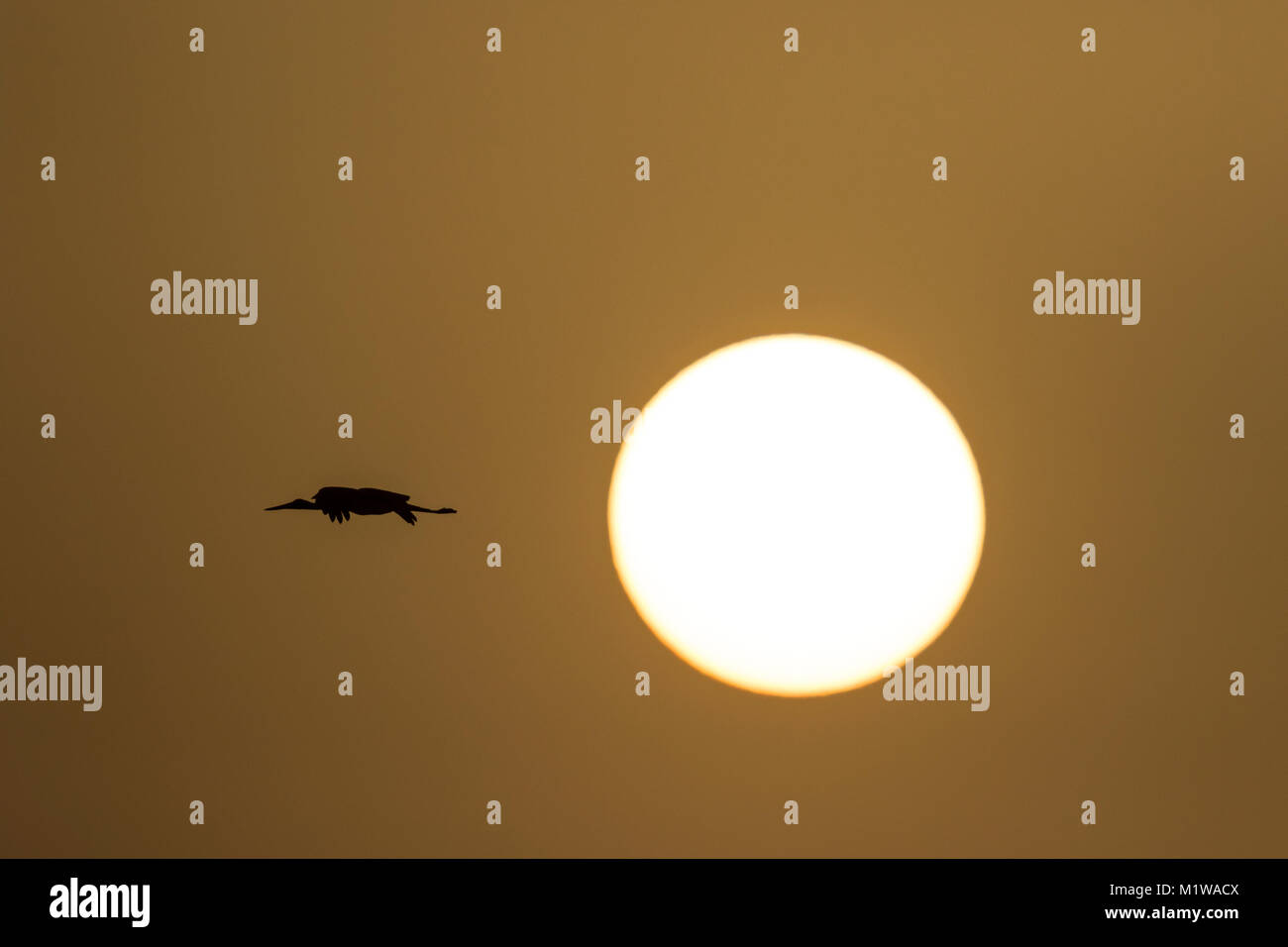 Stork flying silhouette hi-res stock photography and images - Alamy