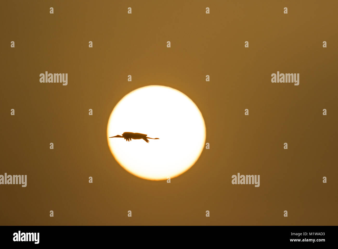 Black Stork (Ciconia nigra) flying in front of the newly rised sun ...