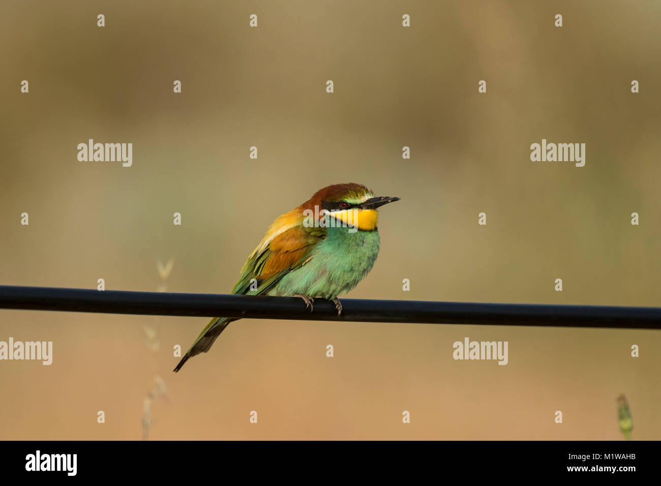 Lesbos greece bee eater hi-res stock photography and images - Alamy