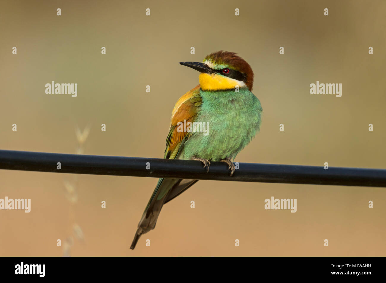 Lesbos greece bee eater hi-res stock photography and images - Alamy