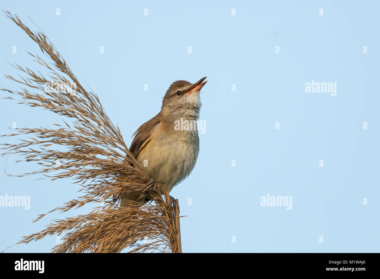 Great Reed Warbler (Acrocephalus arundinaceus) singing Stock Photo - Alamy