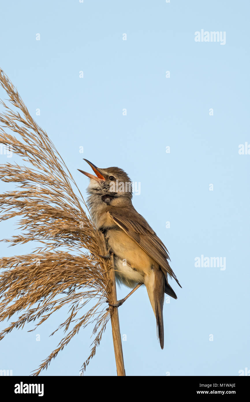 Great Reed Warbler (Acrocephalus arundinaceus) singing Stock Photo - Alamy