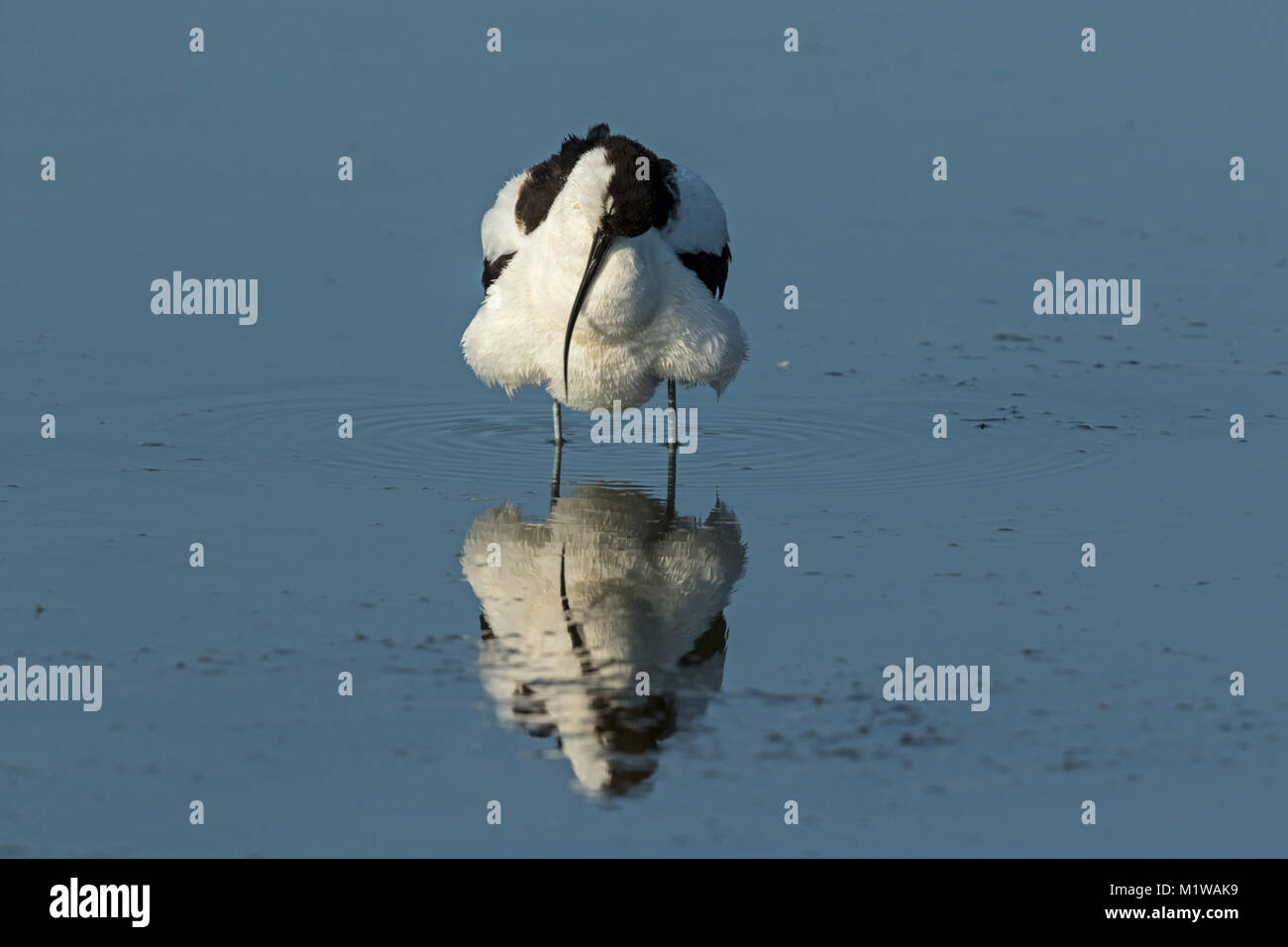 Avocet (Recurvirostra avosetta Stock Photo - Alamy