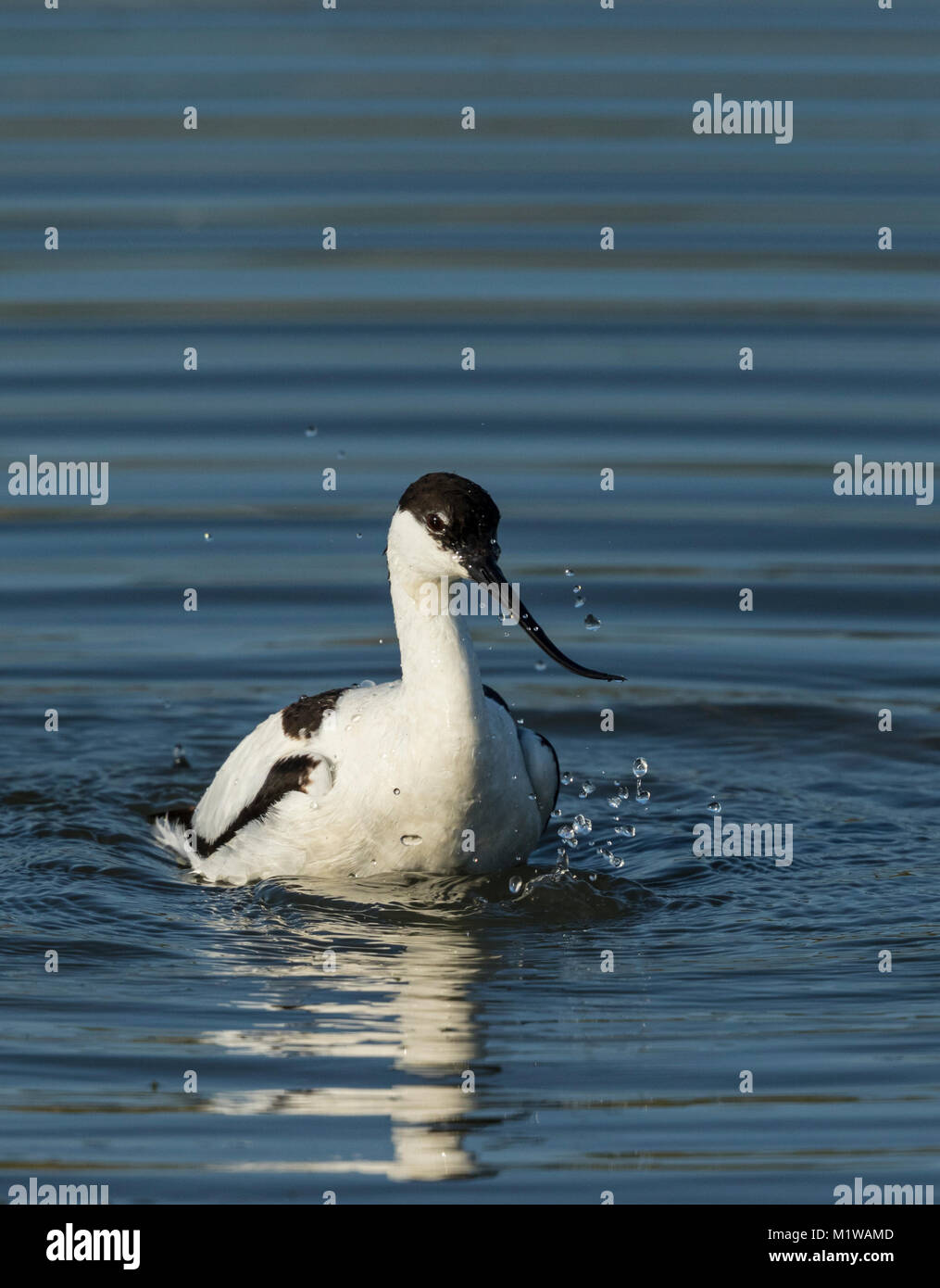 Avosetta europe hi-res stock photography and images - Alamy