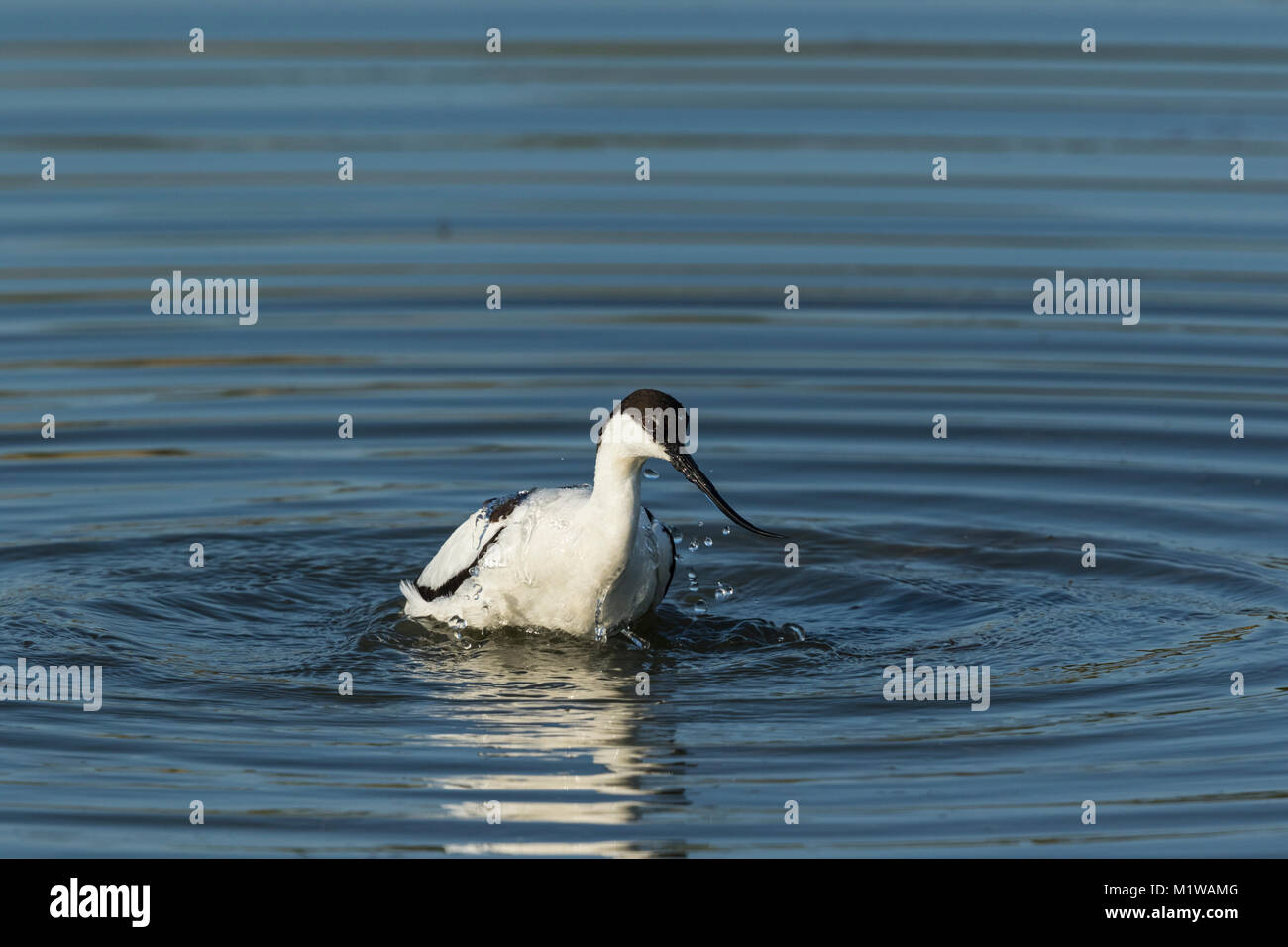 Avosetta europe hi-res stock photography and images - Alamy