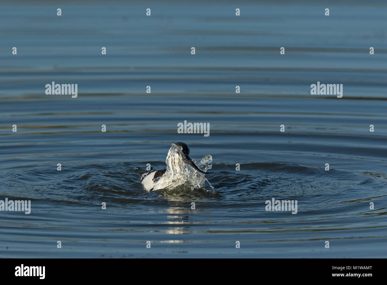 Avosetta europe hi-res stock photography and images - Alamy