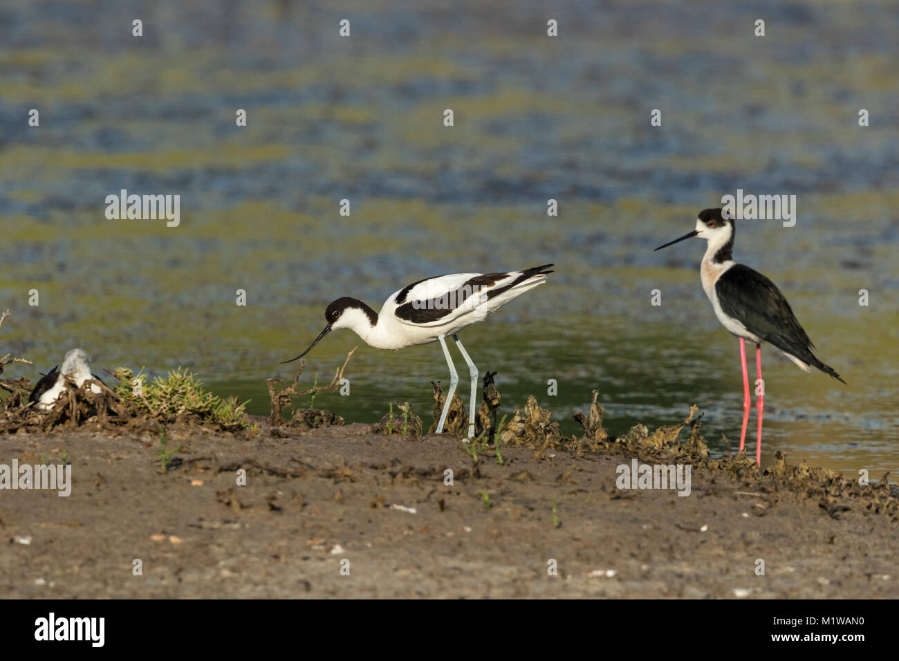 Avocet (Recurvirostra avosetta), Recurvirostridae and Black winged ...