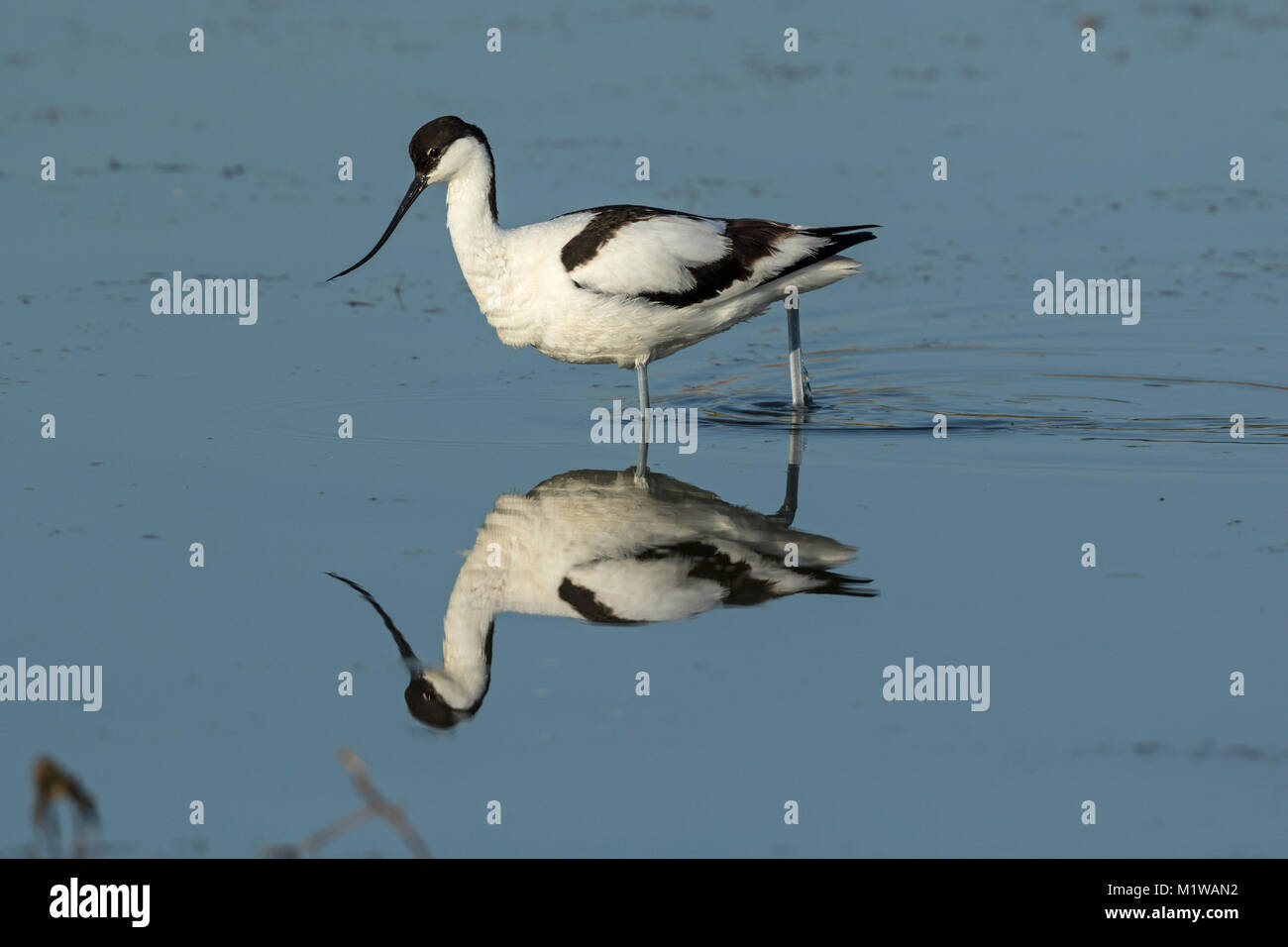 Avocet (Recurvirostra avosetta Stock Photo - Alamy