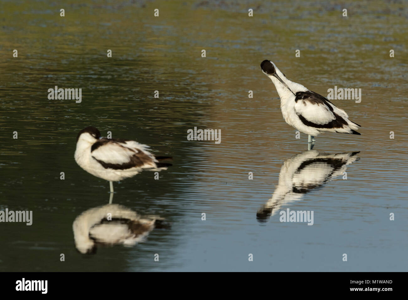 Avocet (Recurvirostra avosetta), Recurvirostridae Stock Photo - Alamy