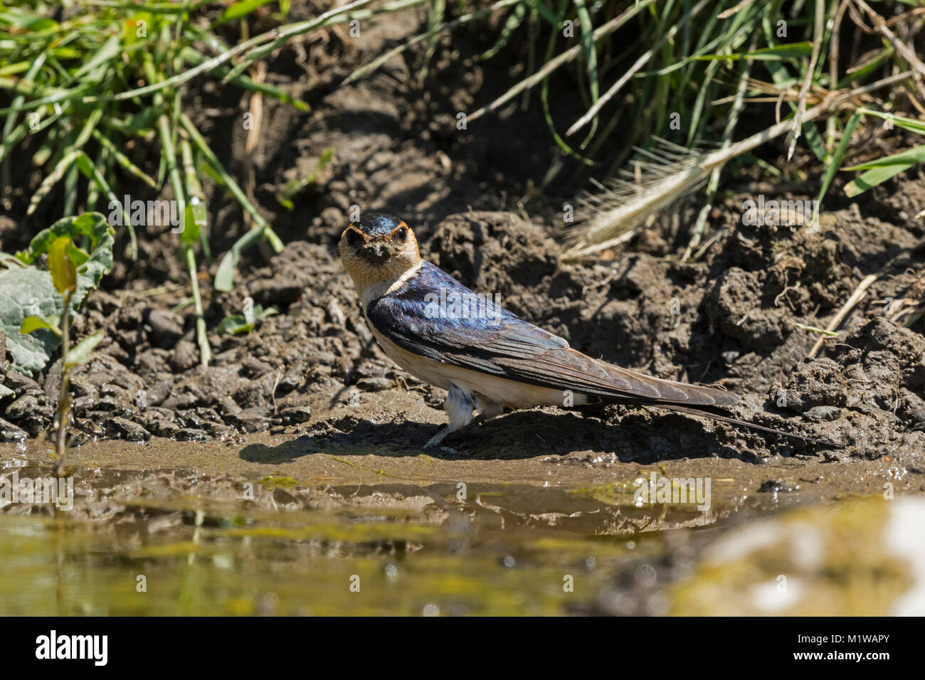 Red rumped swallow nest hi-res stock photography and images - Alamy