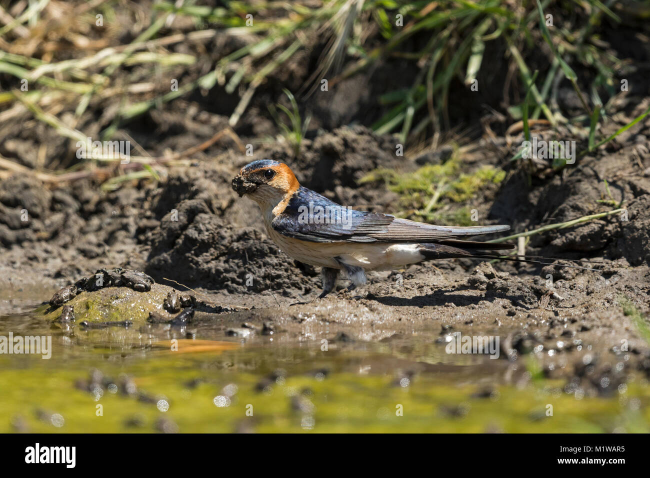 Red rumped swallow nest hi-res stock photography and images - Alamy
