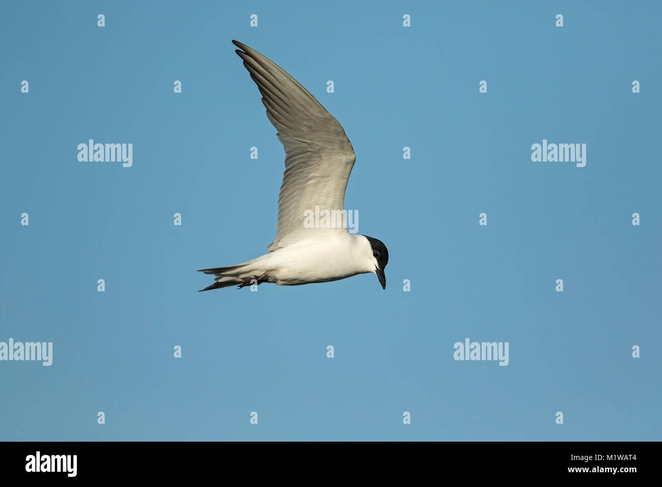 Gull-billed Tern (Gelochelidon nilotica)in flight in breeding plumage ...